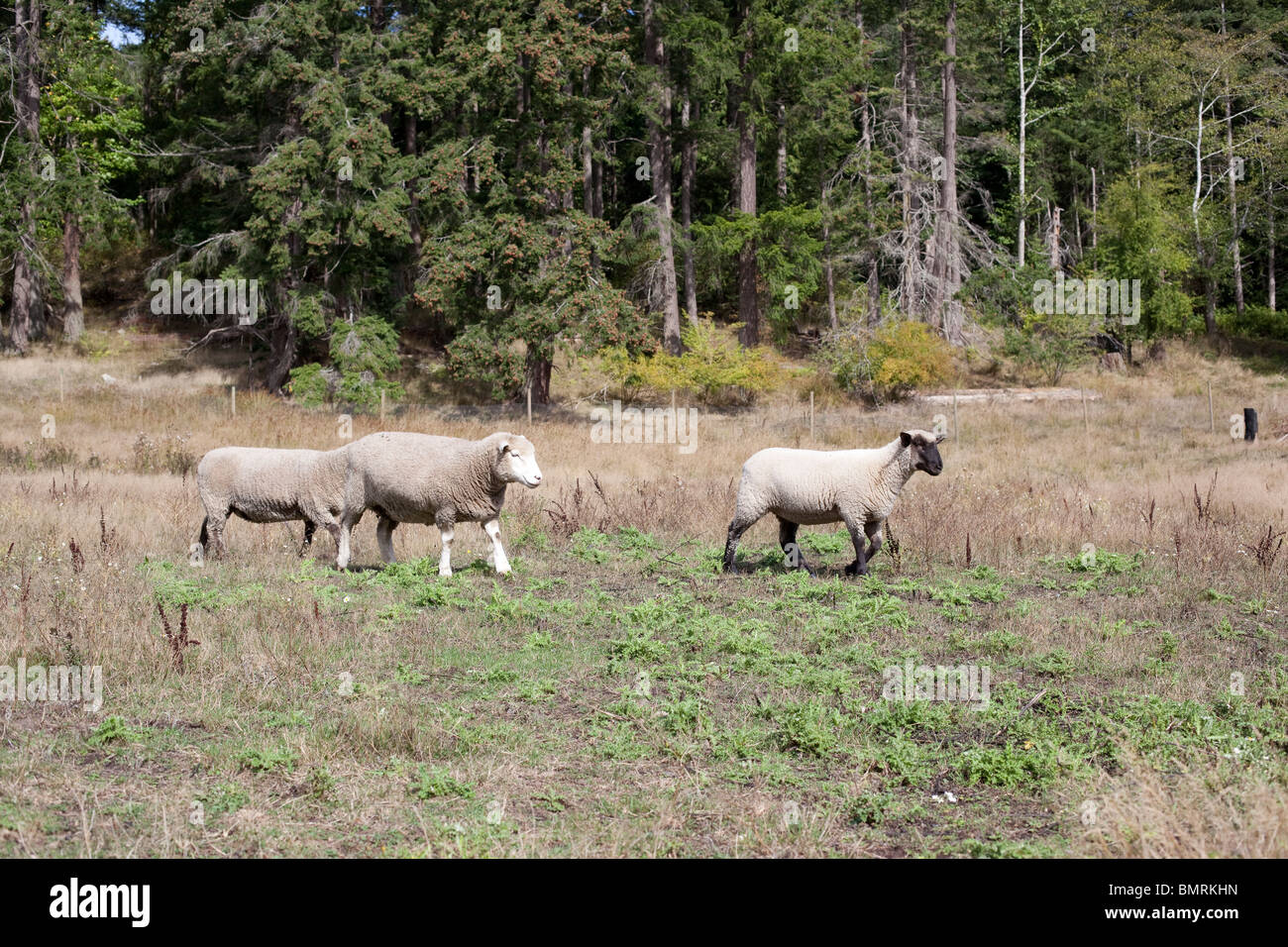 sheep in a pasture Stock Photo - Alamy