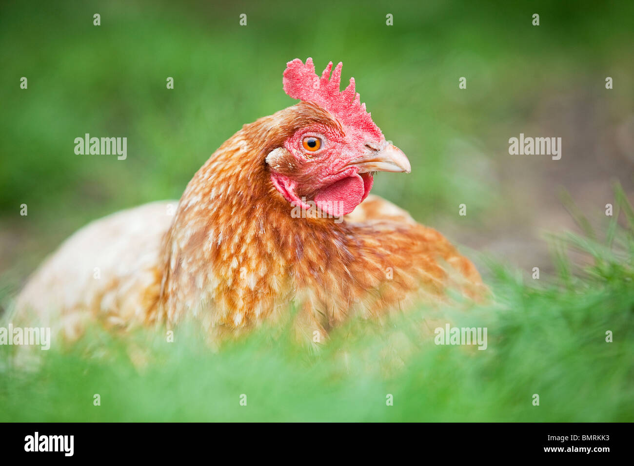 A Rhode Island Red hybrid hen chicken (Gallus gallus domesticus) on a ...