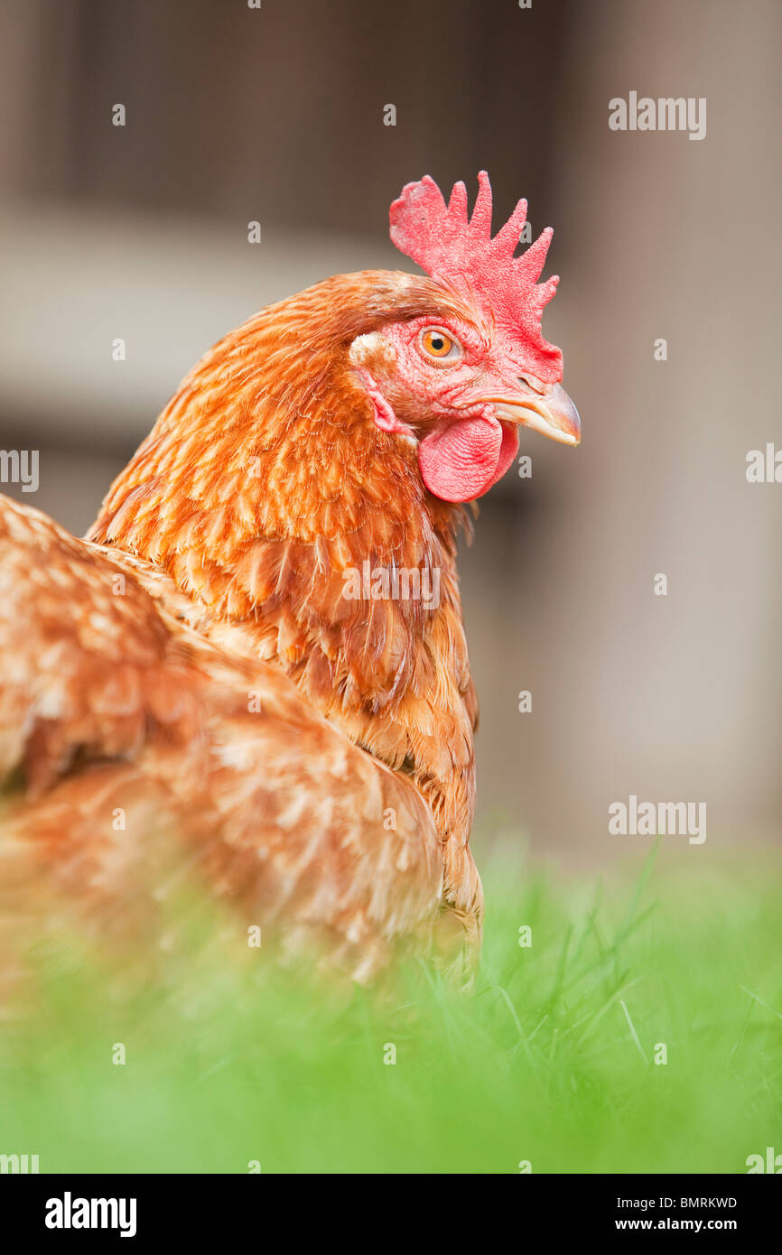 A Rhode Island Red hybrid hen chicken (Gallus gallus domesticus) on a ...
