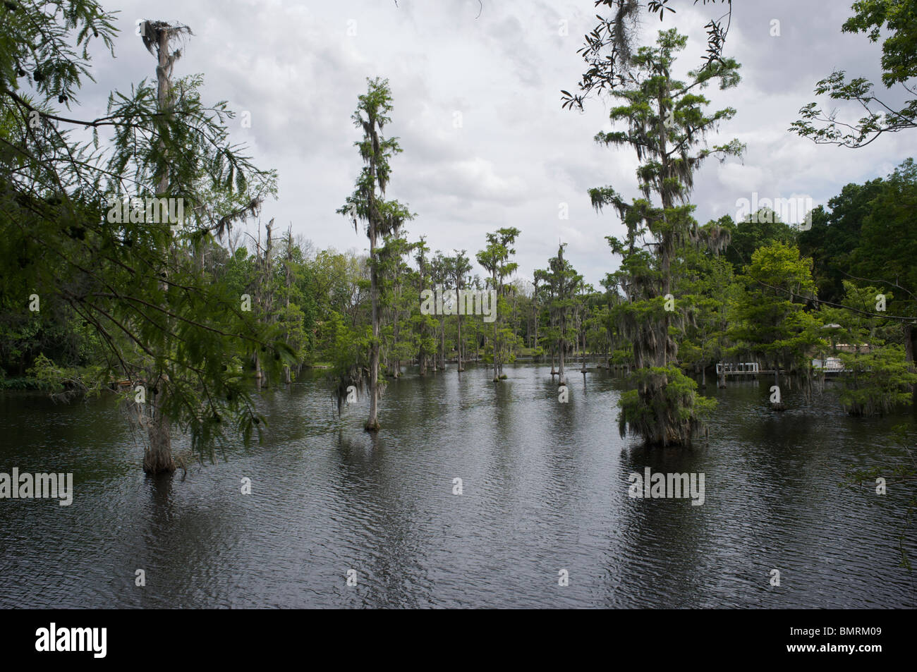 Cyprus swamp in Florida USA Stock Photo - Alamy