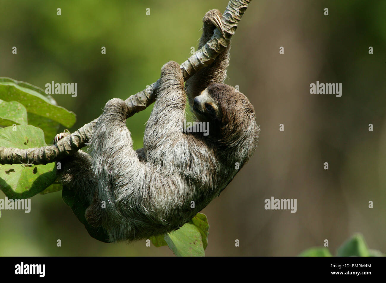 Three-toed Sloth, Bradypus variegatus, in the 265 hectares rainforest ...