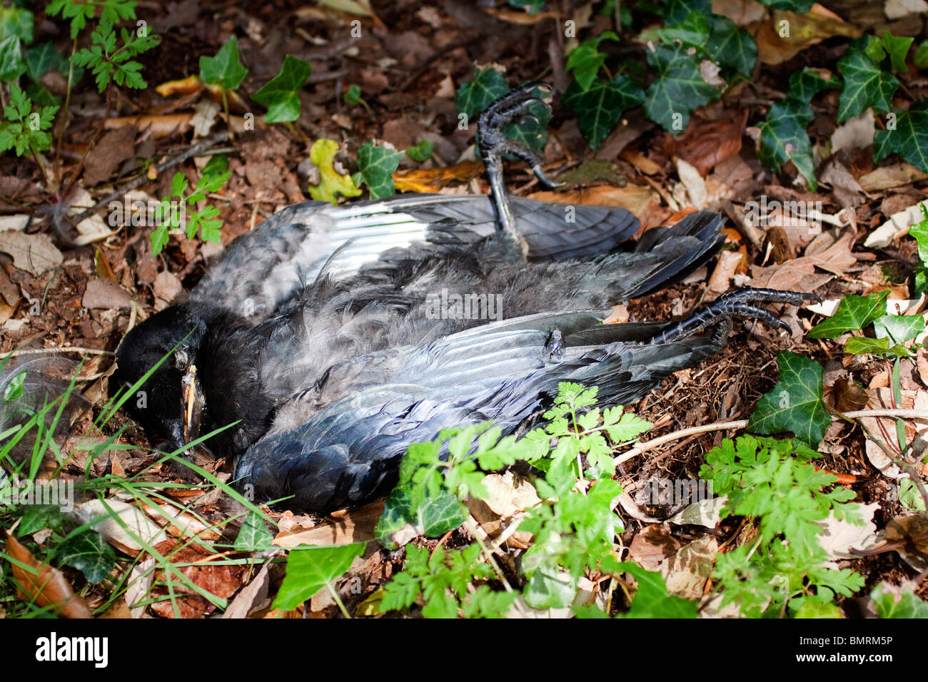 Dead grey JACKDAW on leafy woodland grounds. Horizontal 104788 Dead ...
