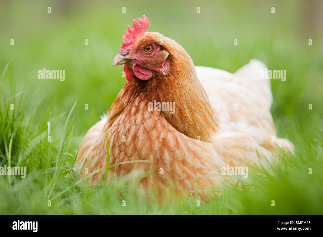 Road Island Red Chickens Hens