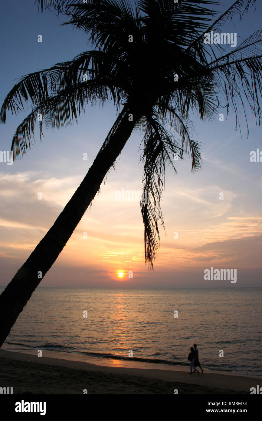 Sunset through palm trees penang malaysia dusk Stock Photo - Alamy