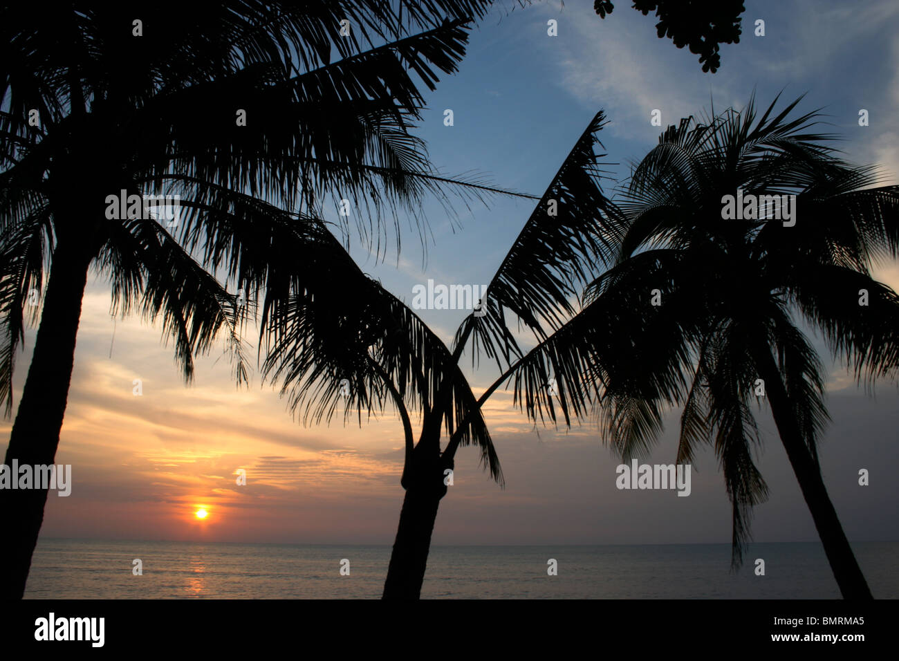 Sunset through palm trees penang malaysia dusk Stock Photo - Alamy