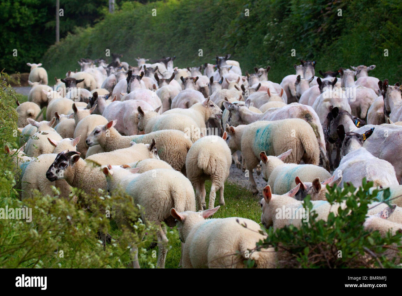 Flock of sheep rushed in country lane. Farming in Rural Wales ...