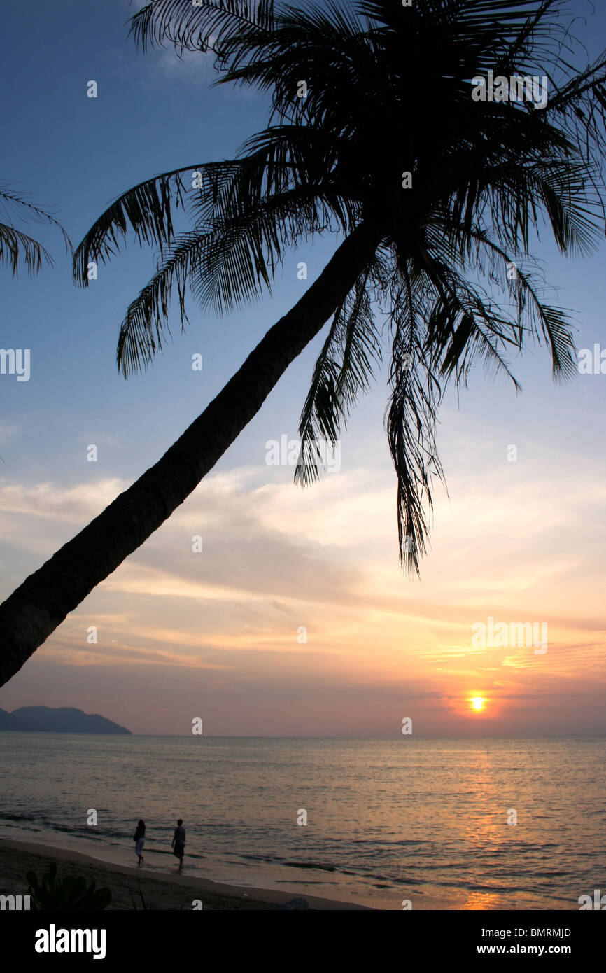 Sunset through palm trees penang malaysia dusk Stock Photo - Alamy