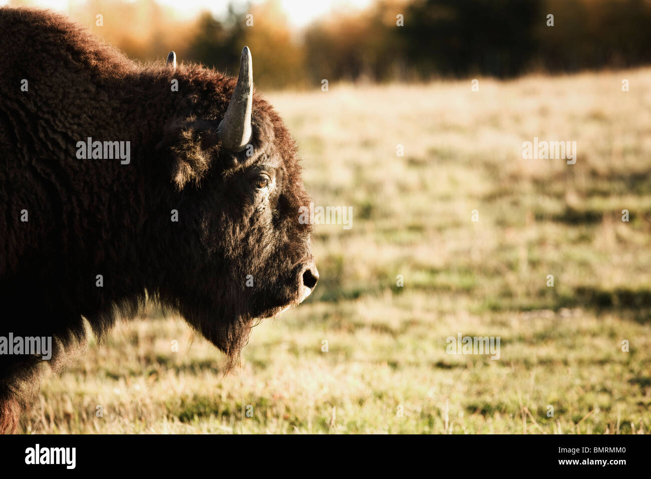 Buffaloes alberta canada hi-res stock photography and images - Alamy