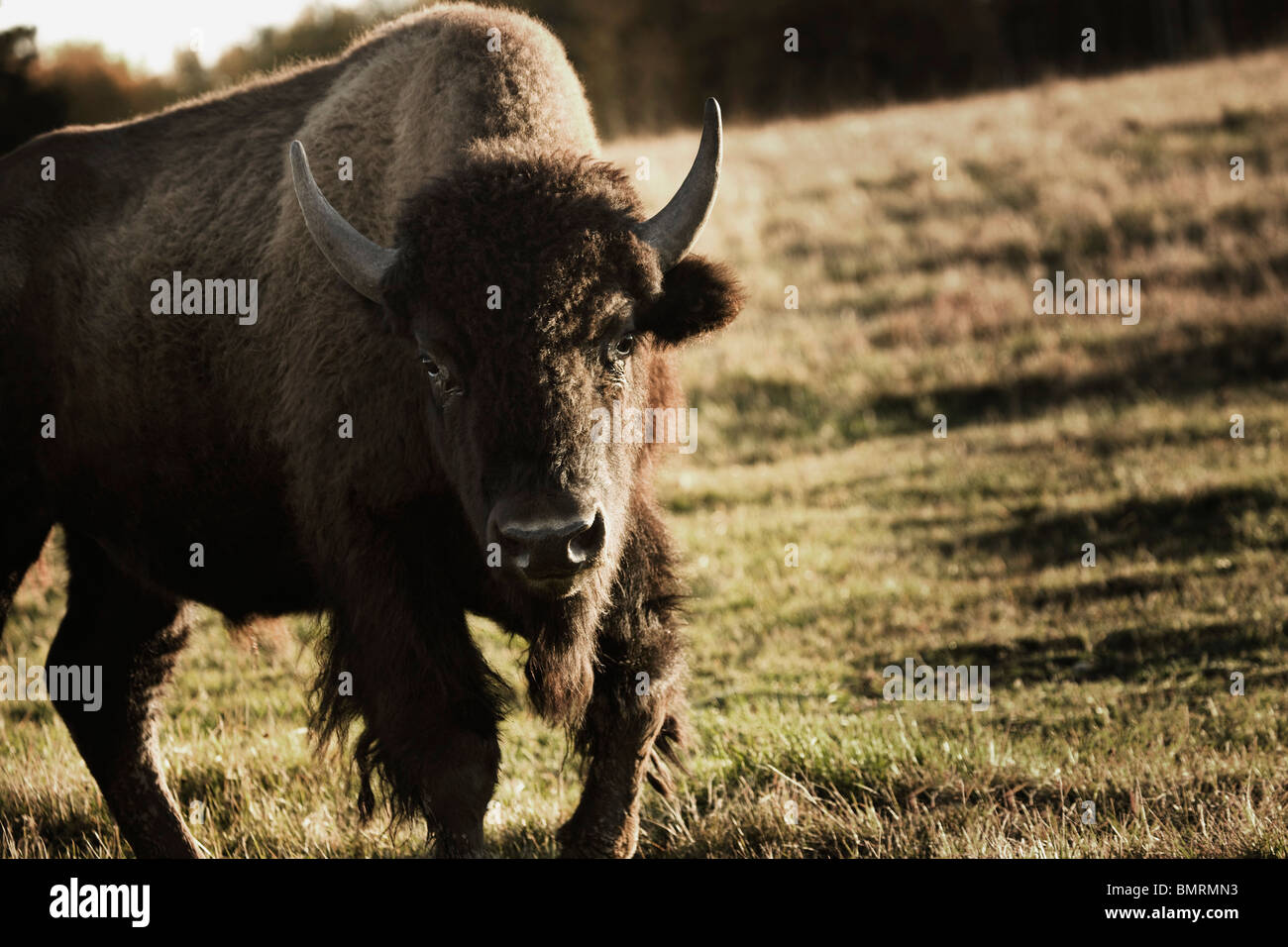 Buffalo with horns hi-res stock photography and images - Alamy
