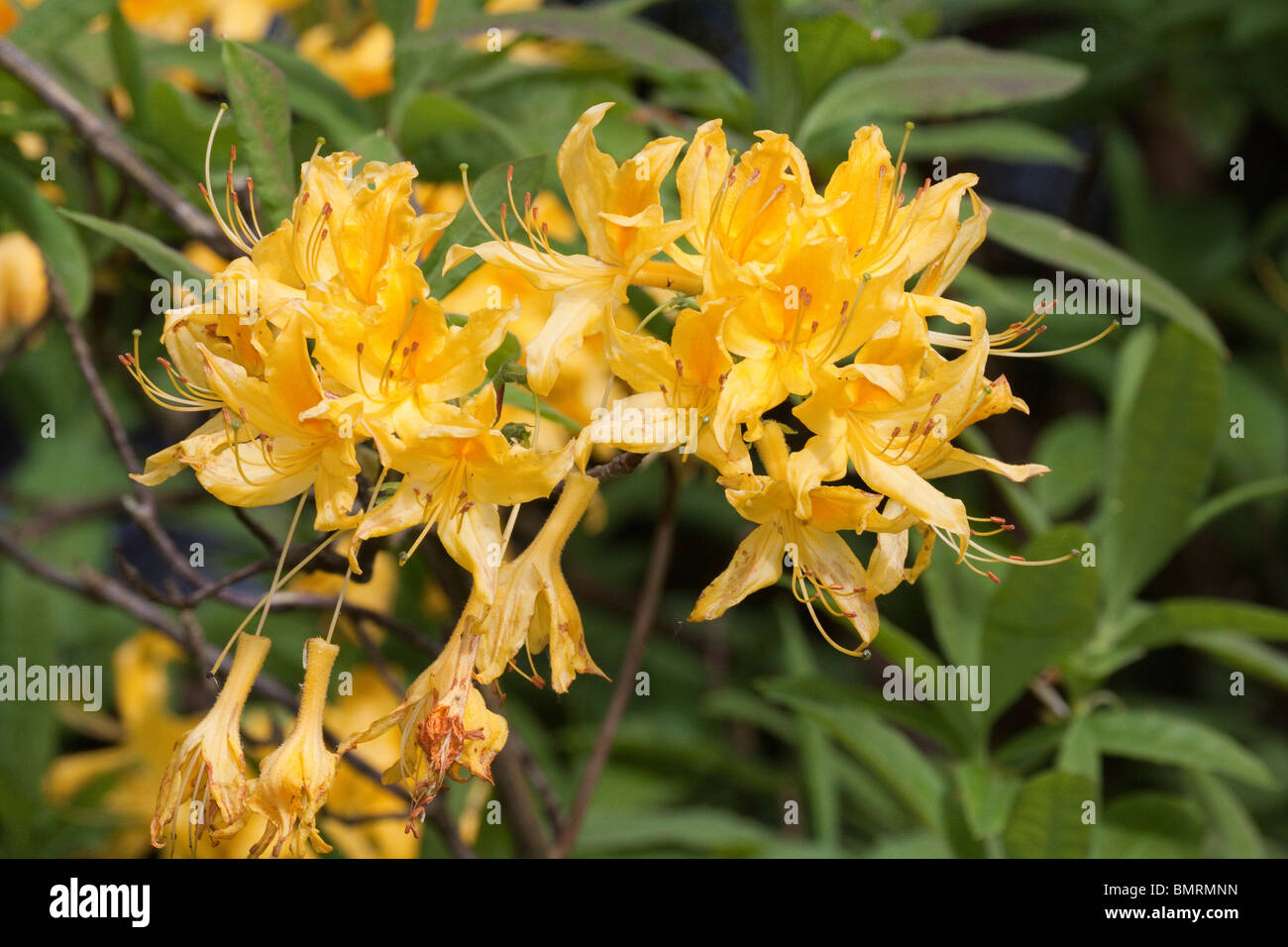 Yellow Rhododendron flowers in May. Horizontal 104796 Rhododendrons ...