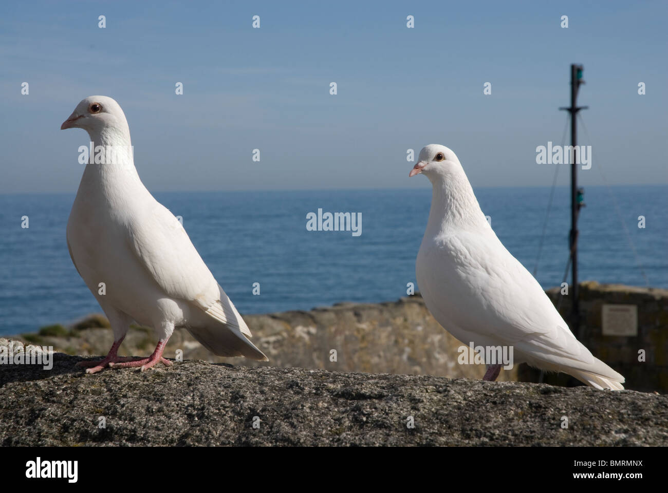 Two doves hi-res stock photography and images - Alamy