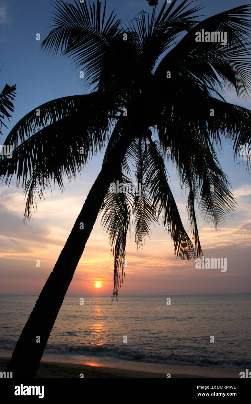 Sunset through palm trees penang malaysia dusk Stock Photo - Alamy