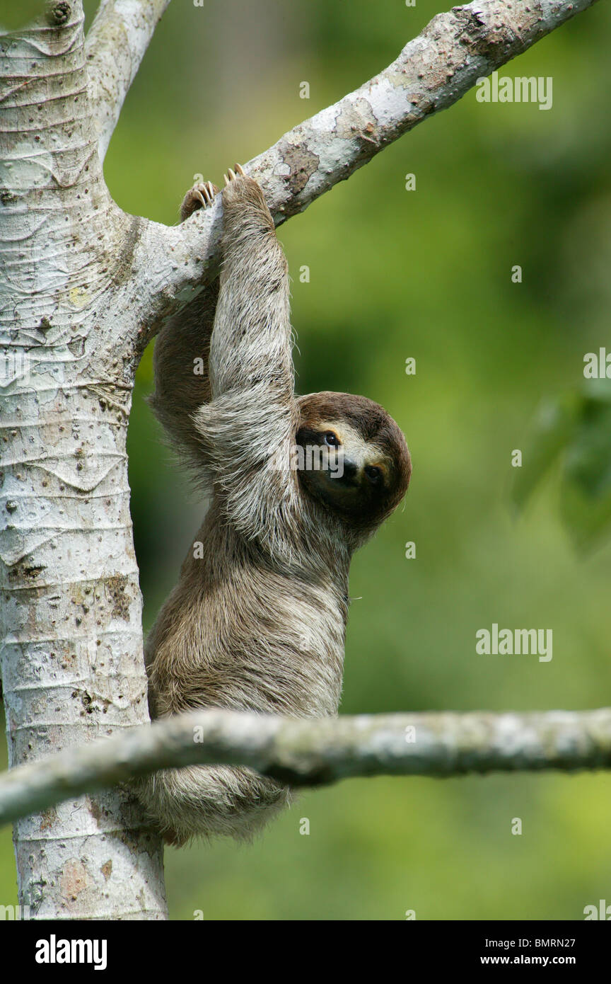 Cecropia tree sloth hi-res stock photography and images - Alamy