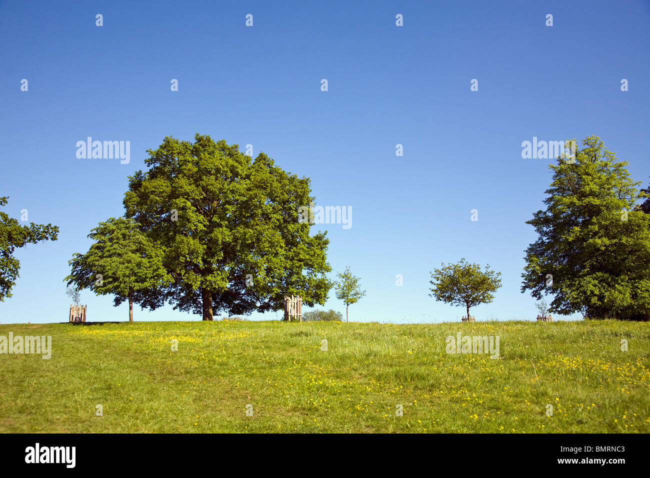 Trees on horizon Stock Photo - Alamy
