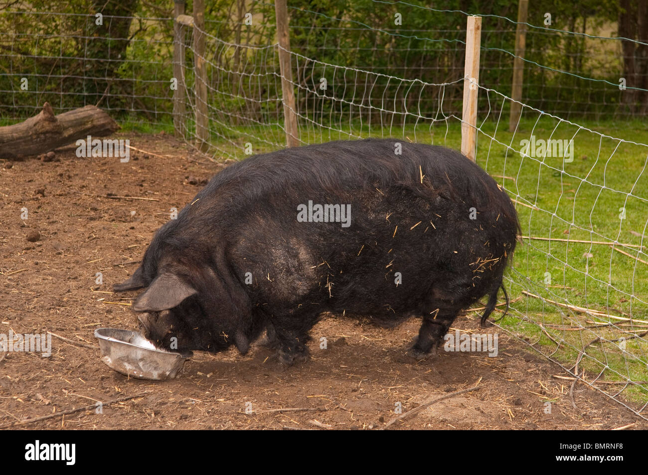 Farm pigs trough uk hi-res stock photography and images - Alamy