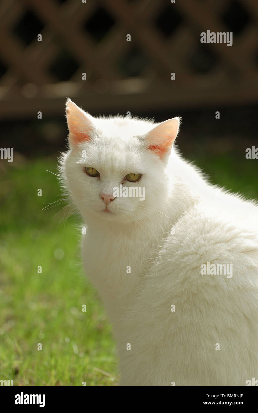 White pussycat hi-res stock photography and images - Alamy