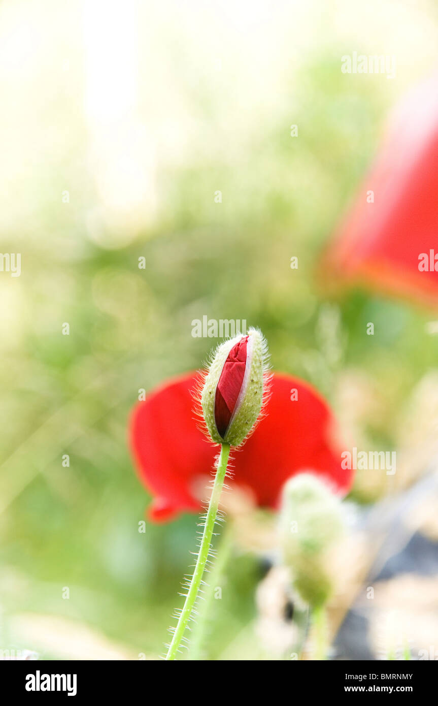 Poppy_head hi-res stock photography and images - Alamy