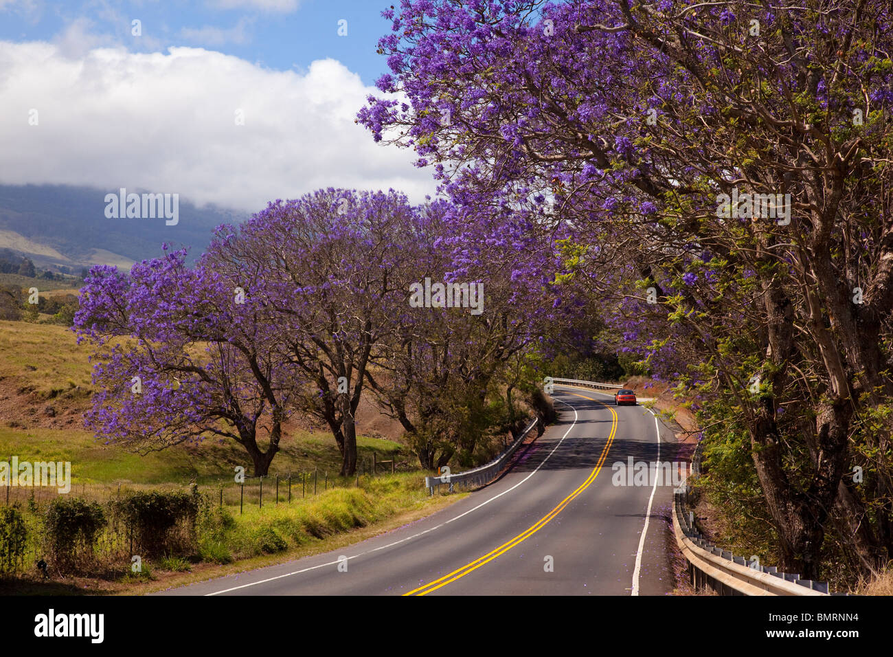 Jacaranda tree hi-res stock photography and images - Alamy