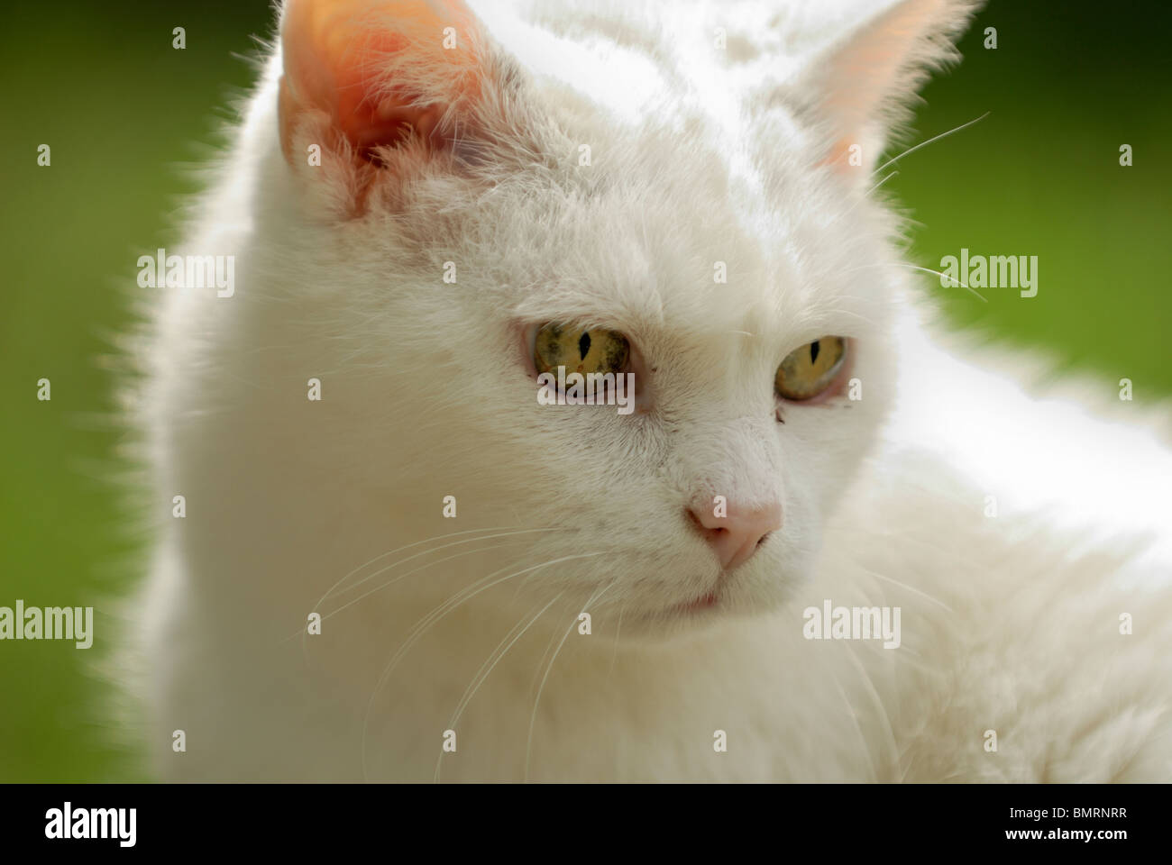 Close up of an domestic all White Cat Stock Photo - Alamy