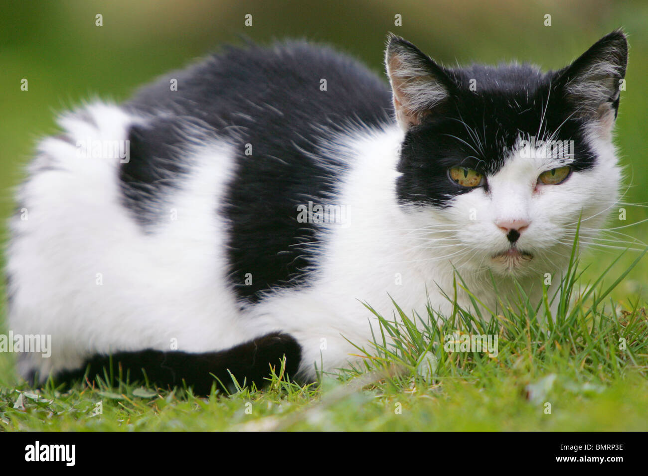 An old cat Stock Photo - Alamy