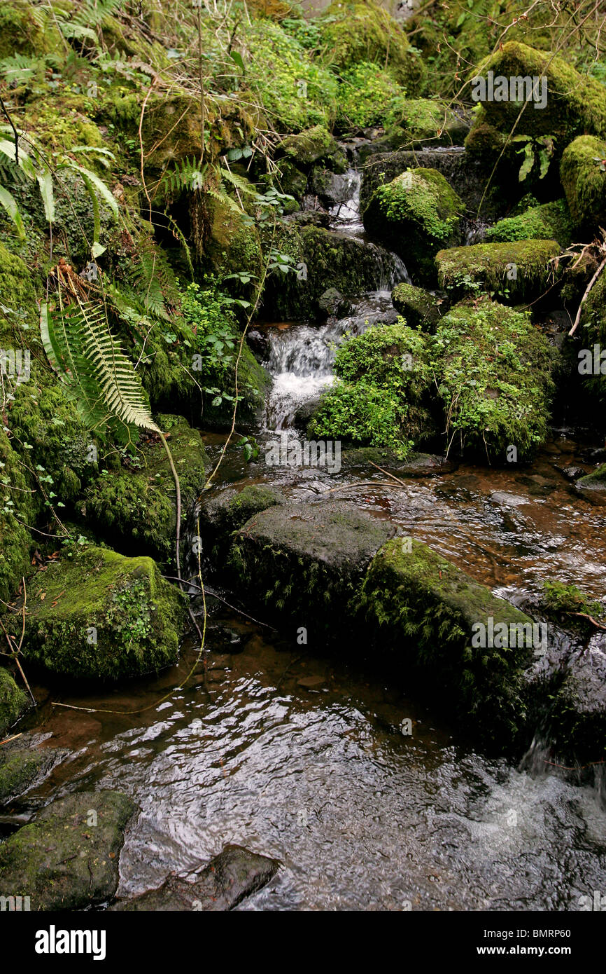 Stream with rocks and moss Stock Photo - Alamy
