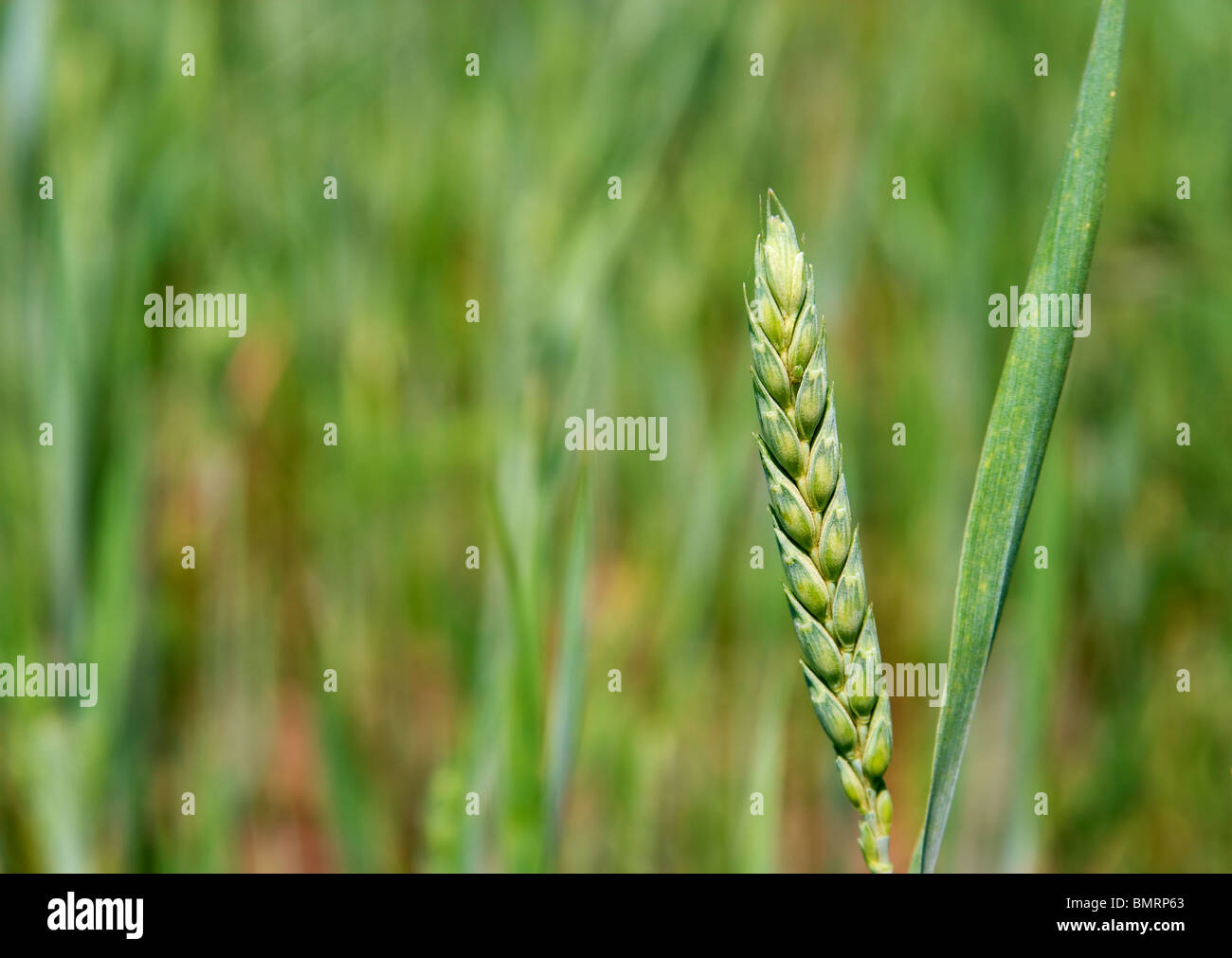 Wheat plant hi-res stock photography and images - Alamy