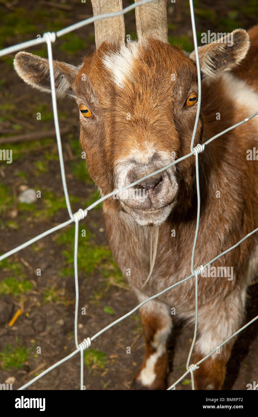 Goat with horns hi-res stock photography and images - Alamy