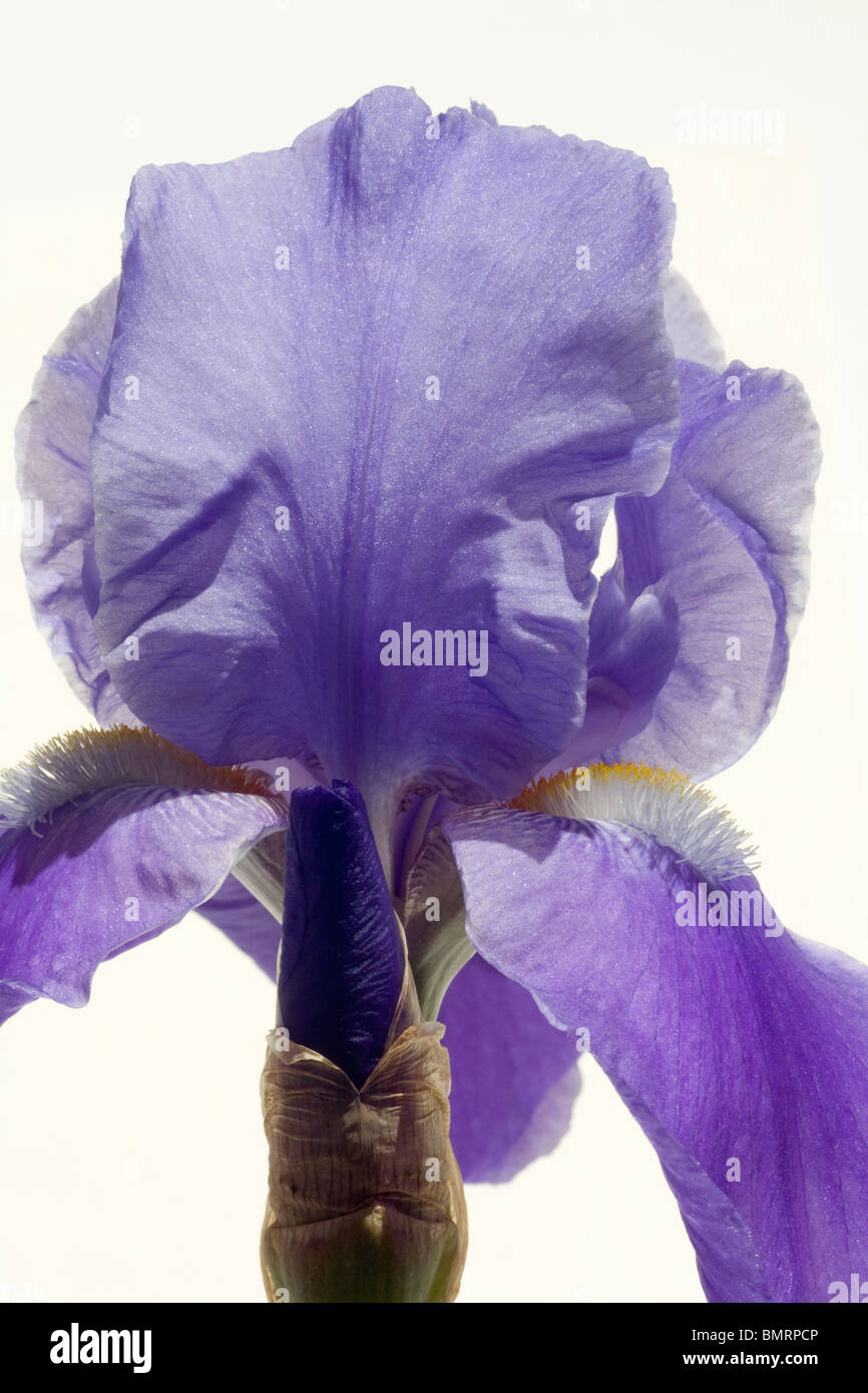 Iris bud hi-res stock photography and images - Alamy
