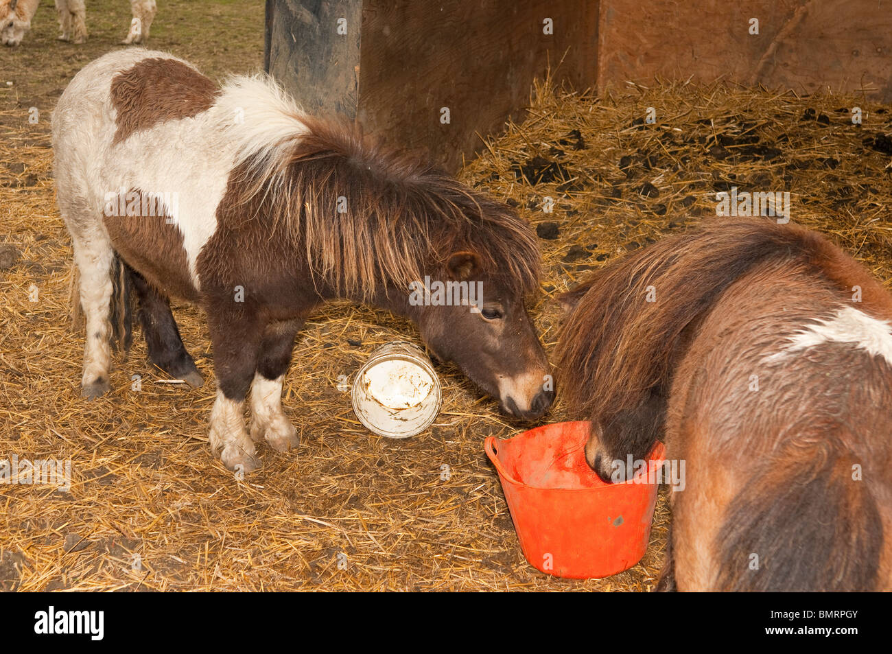 Ponys farm hi-res stock photography and images - Alamy