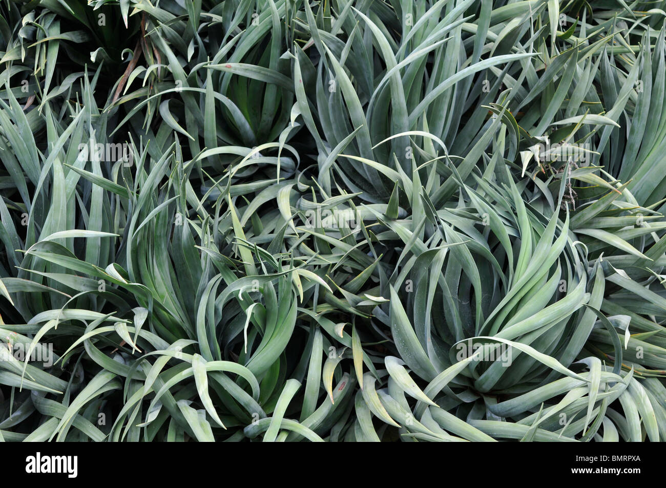 Leaves of a Dragon Tree Stock Photo - Alamy