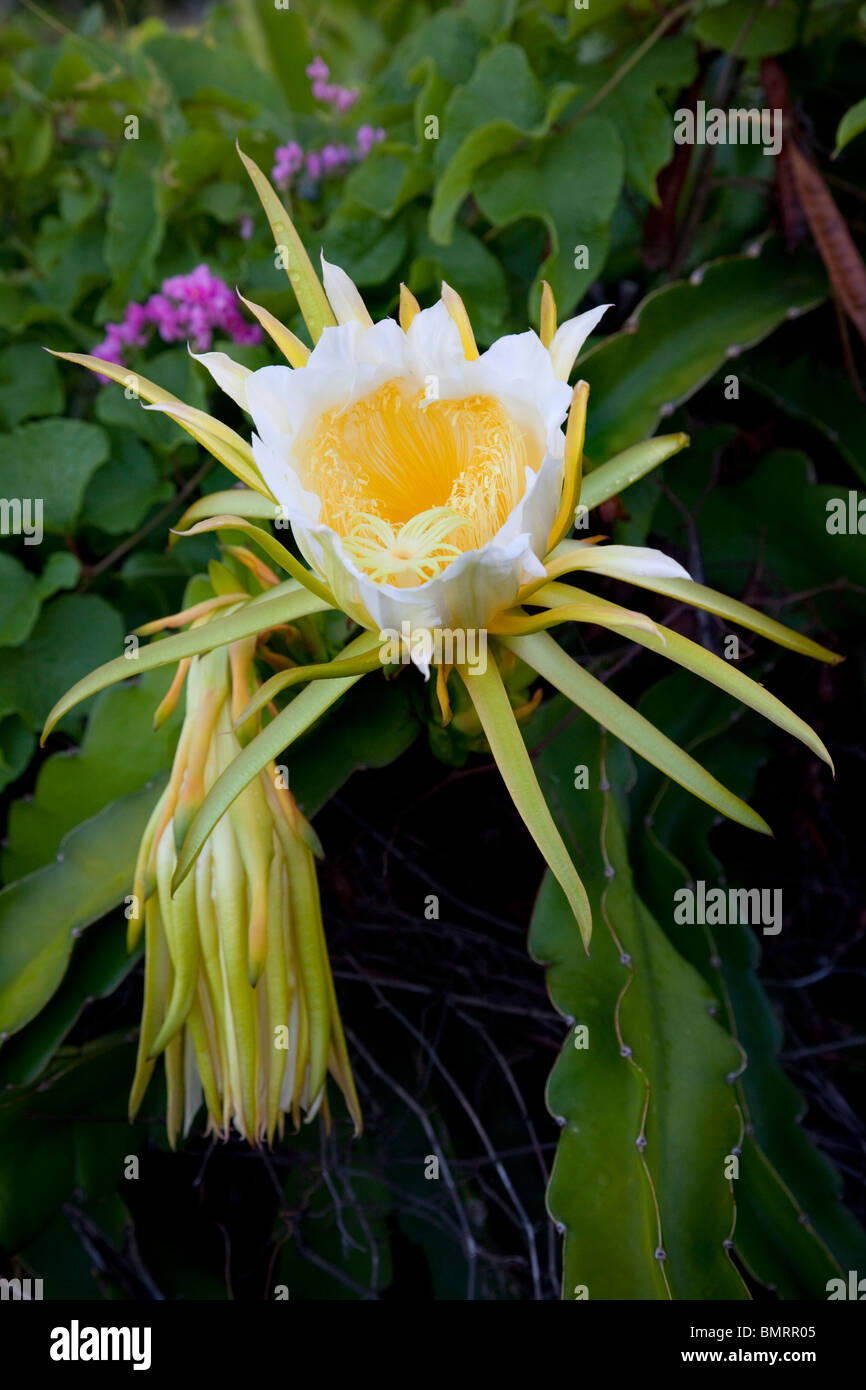 Night blooming cerus, Maui, Hawaii Stock Photo - Alamy