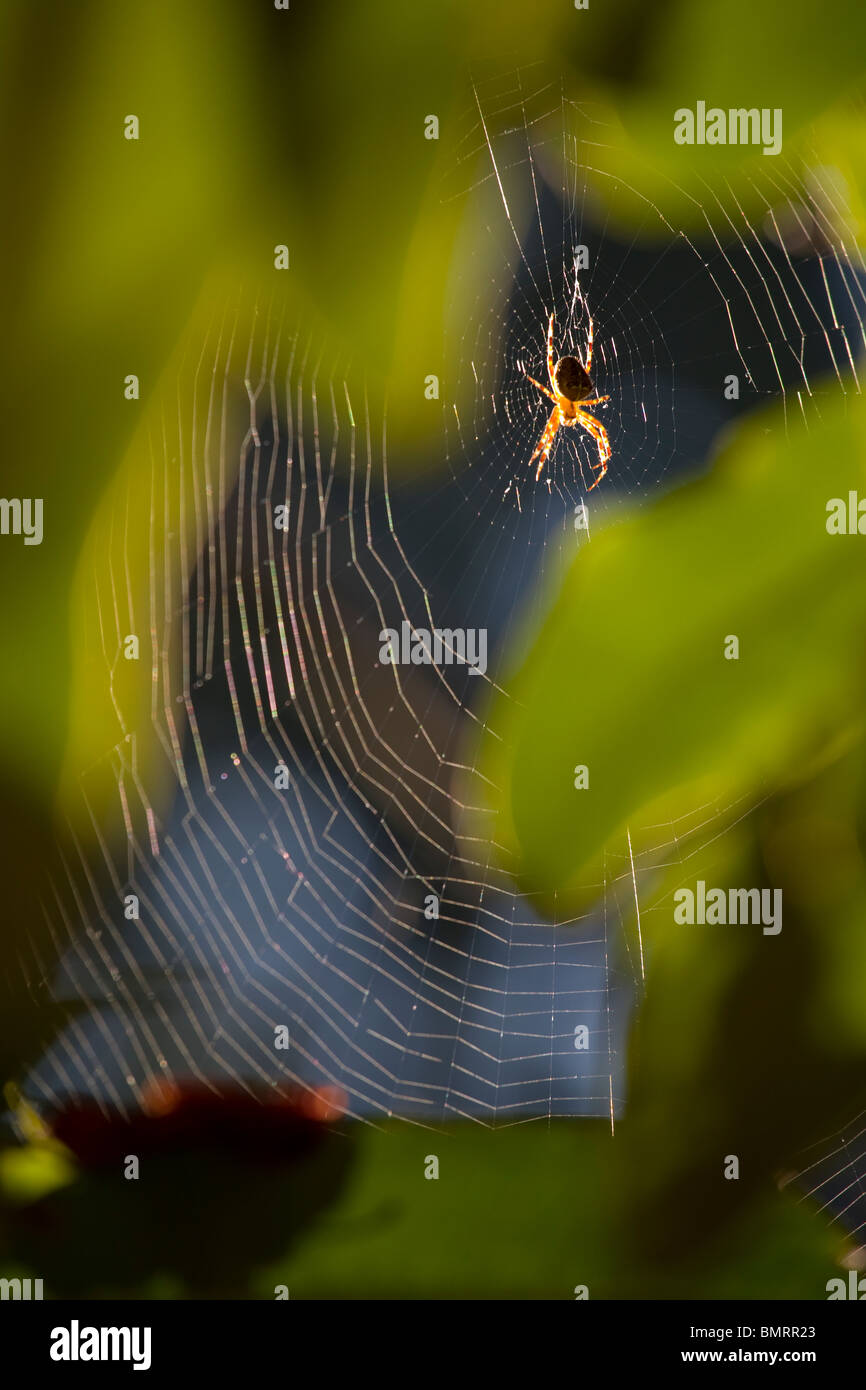 Web spinning spider hi-res stock photography and images - Alamy