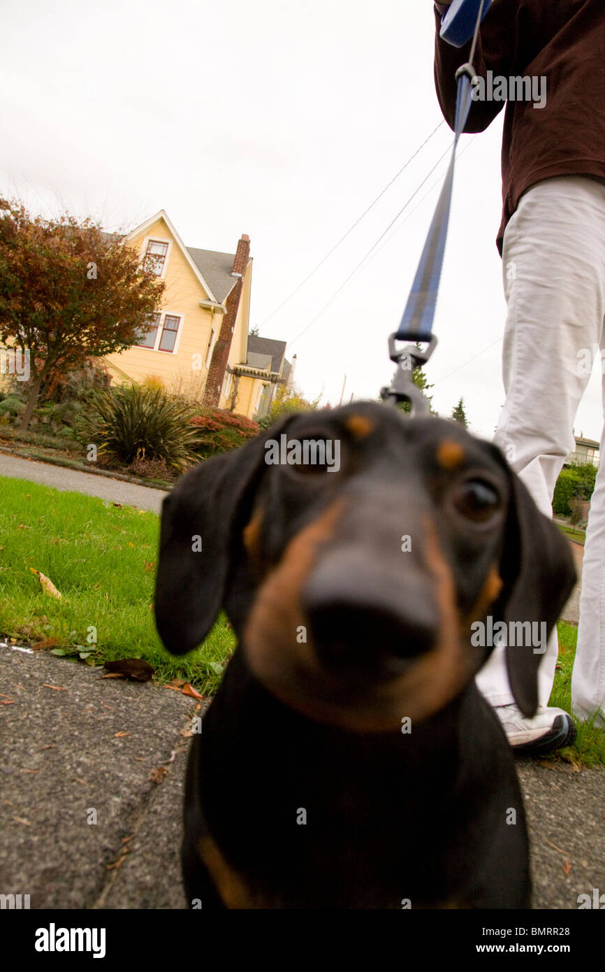 Dachshund face hi-res stock photography and images - Alamy