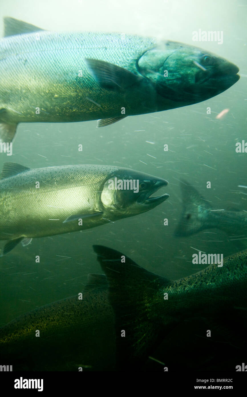 Underwater view of Salmon swimming Stock Photo - Alamy