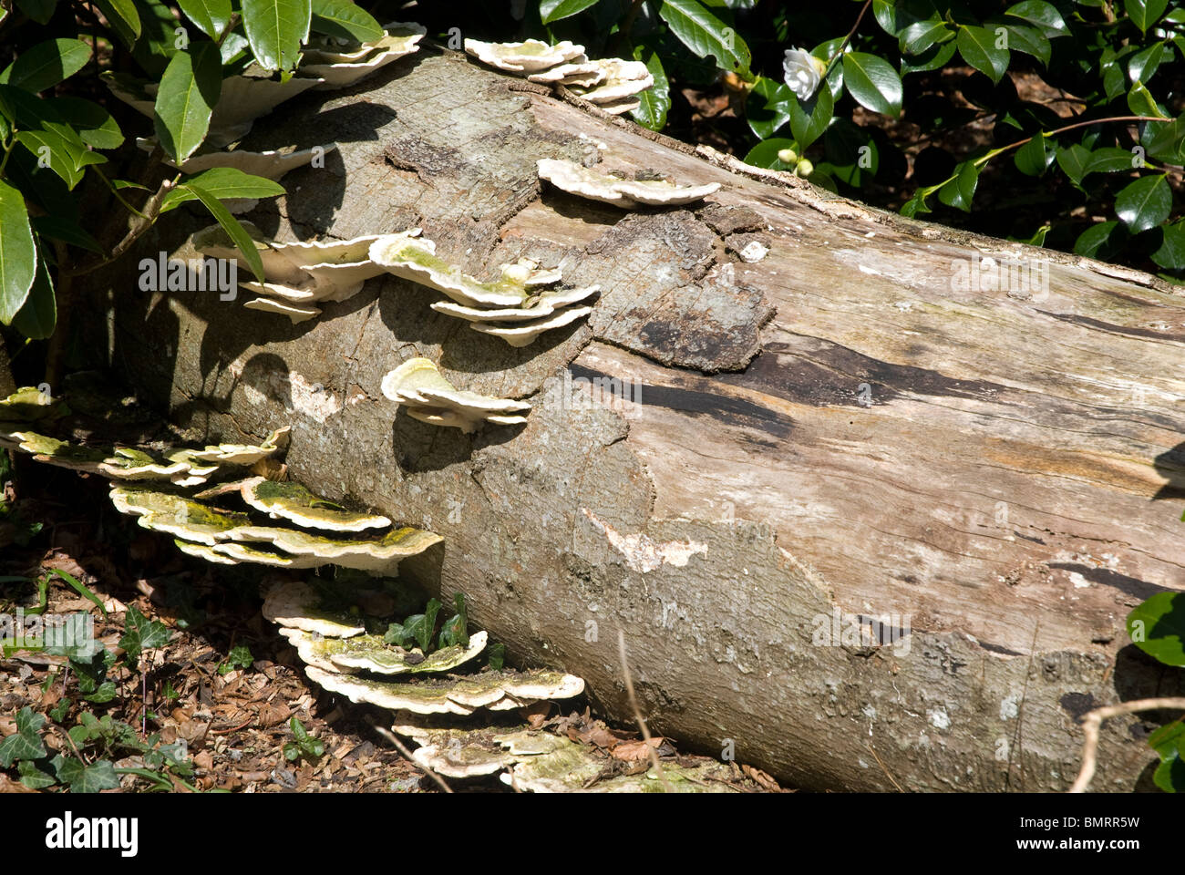Dead tree fungus uk hi-res stock photography and images - Alamy
