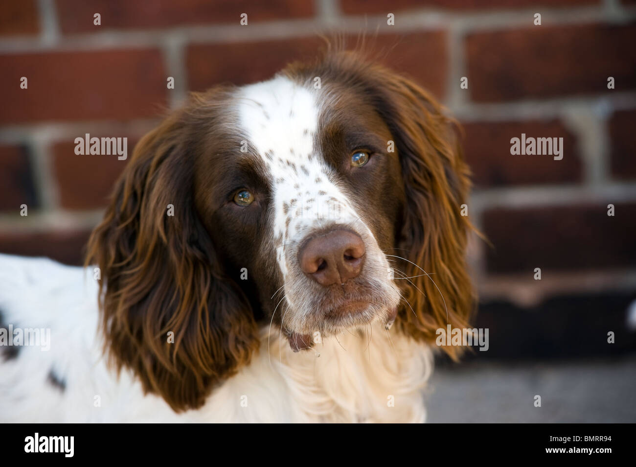 Springer Spaniel dog Stock Photo - Alamy