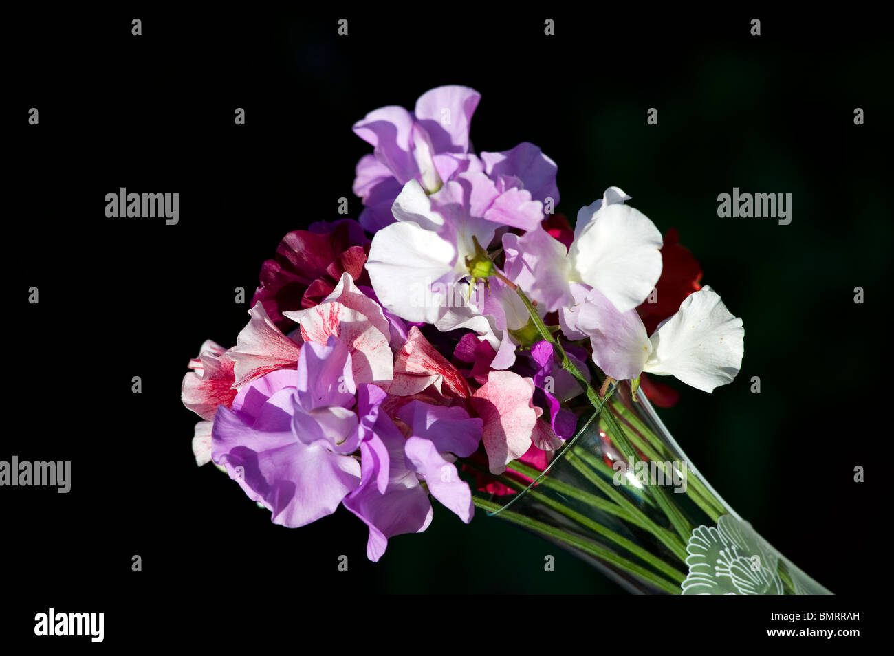 Mixed Sweet Peas in a vase Stock Photo - Alamy