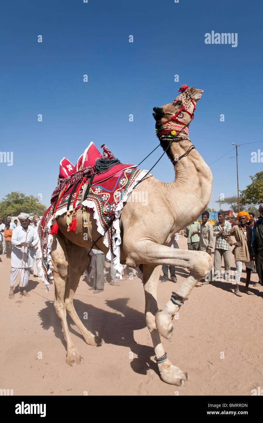 Camel exhibition. Nagaur cattle fair. Rajasthan. India Stock Photo - Alamy