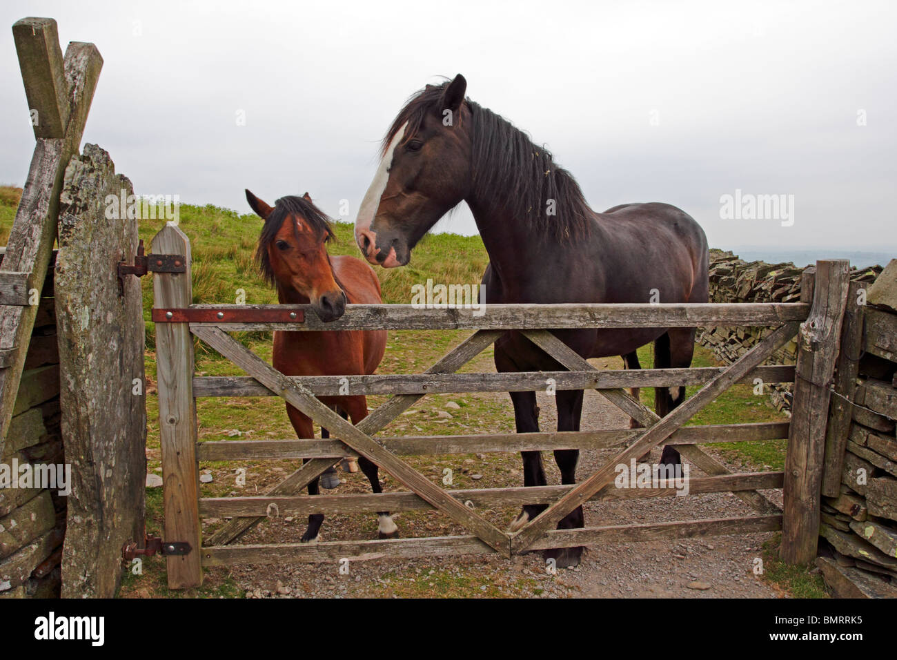 Horse looking over gate hi-res stock photography and images - Alamy