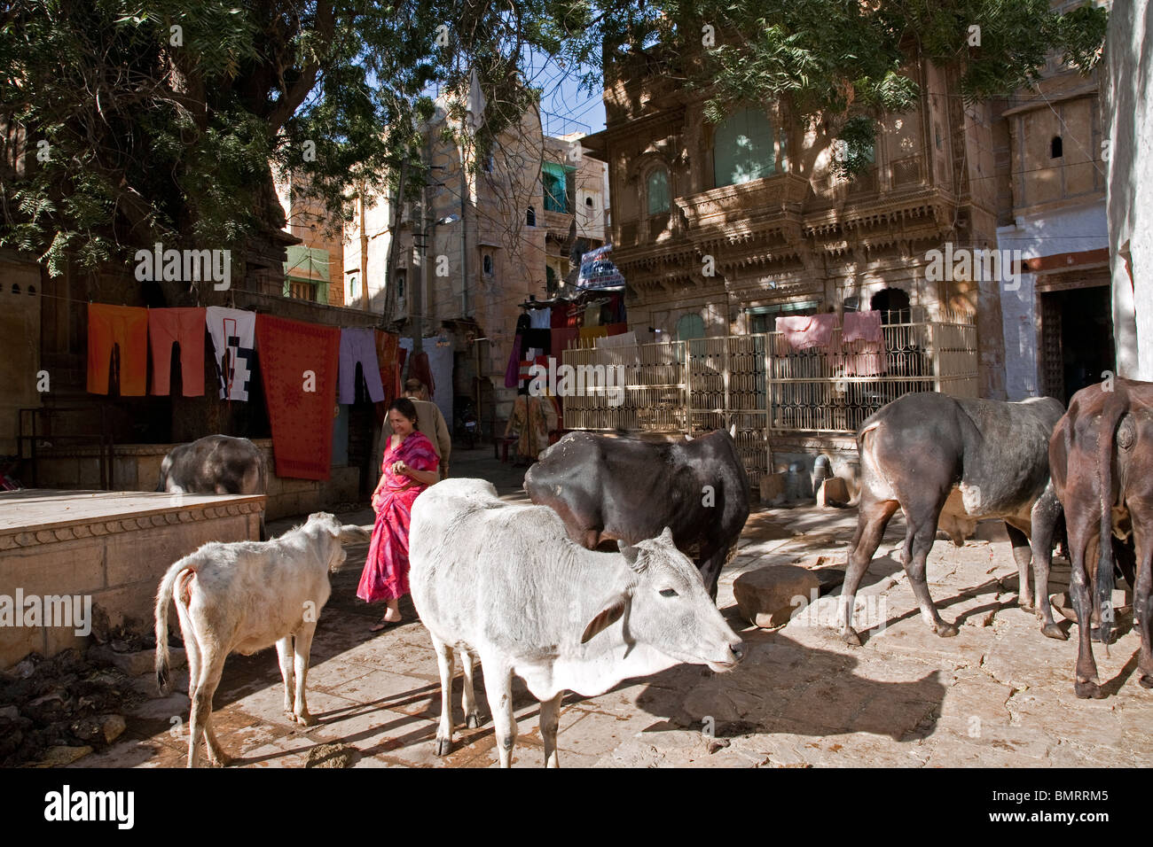 Cows on the street. Jaisalmer. Rajasthan. India Stock Photo - Alamy