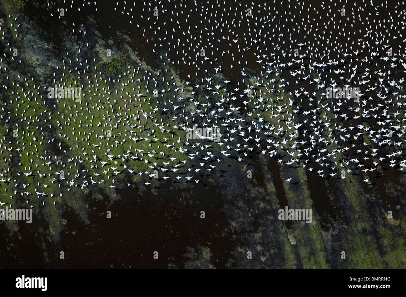aerial view above wintering snow geese Sacramento Valley California ...