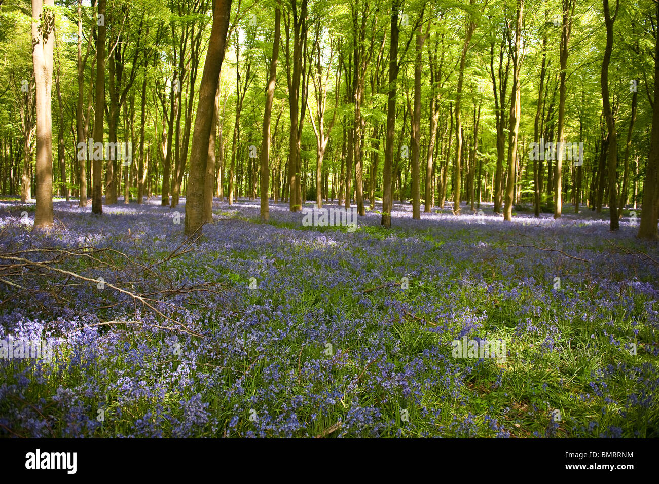 Bluebells in Micheldever woods Hampshire Stock Photo - Alamy