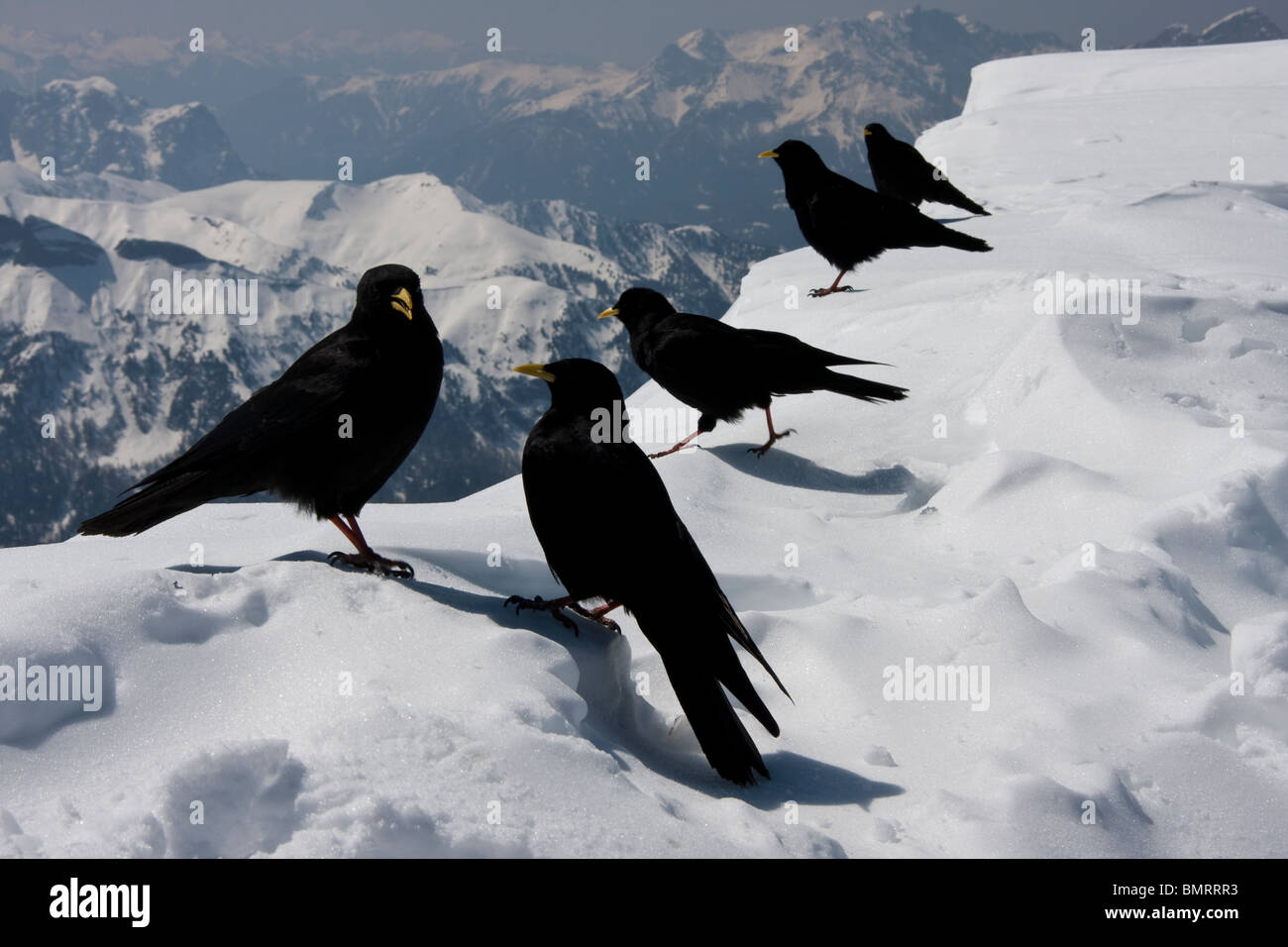 Black birds in the alps hi-res stock photography and images - Alamy