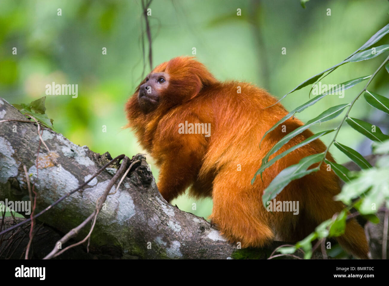 Golden Lion Tamarin Monkey (Leontopithecus Stock Photo - Alamy