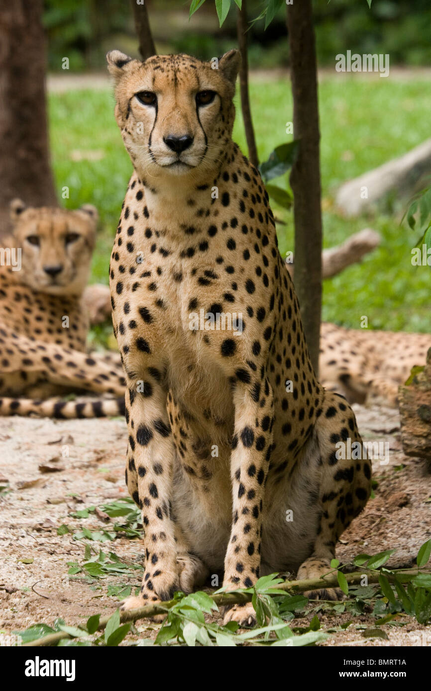 cheetah (Acinonyx jubatus Stock Photo - Alamy
