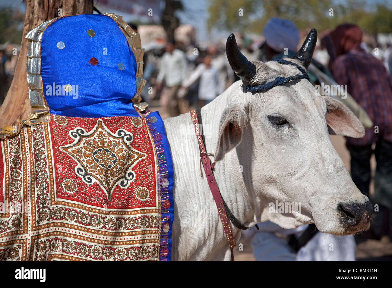 Nagaur hi-res stock photography and images - Alamy