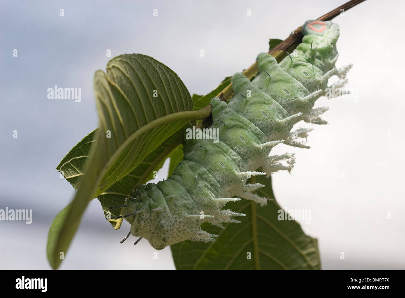 Atlas moth cocoon hi-res stock photography and images - Alamy