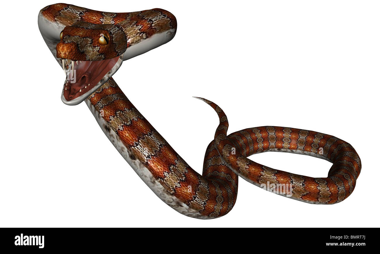 3D rendered snake on white background isloated Stock Photo - Alamy