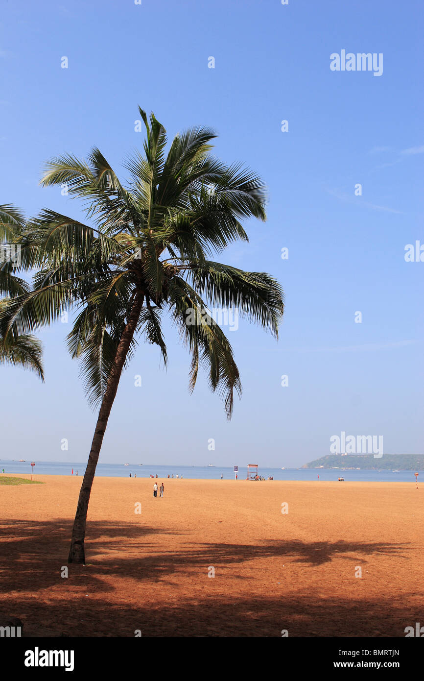 Coconut tree at beach ; Miramar ; Goa ; India Stock Photo - Alamy