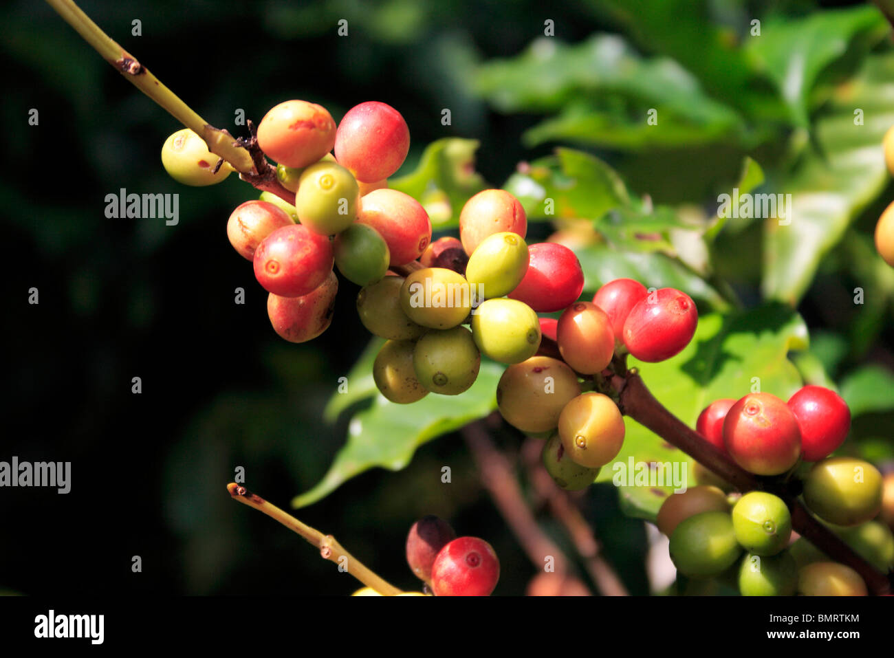 Coffee beans growing on stem ; Costa rice ; Central America Stock Photo ...